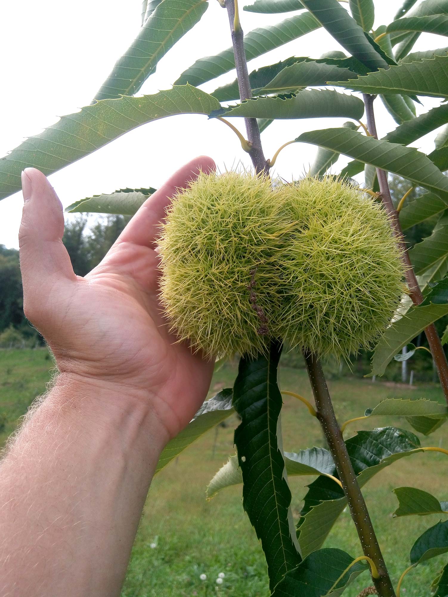 Sweet chestnut - Čebelarstvo Metelko